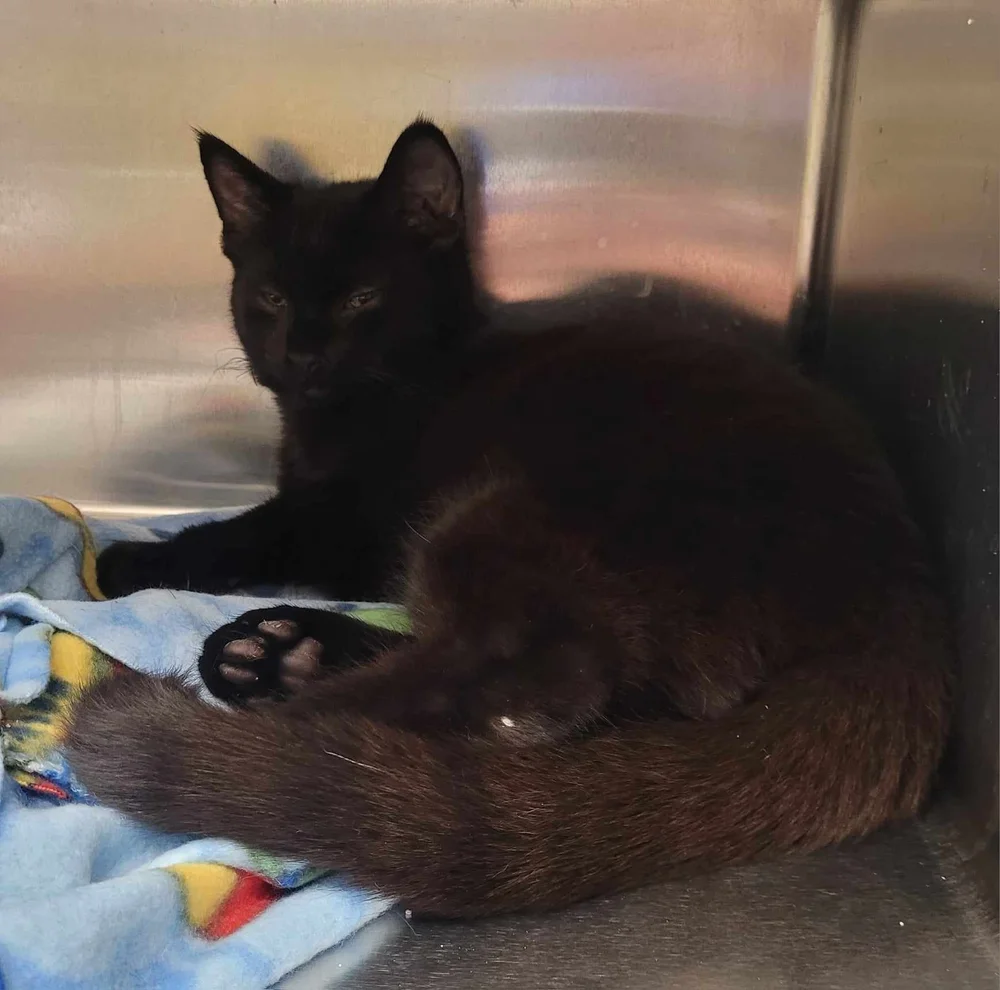 Cats — Huron County Humane Society (HCHS)