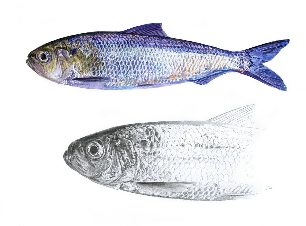 John Whalley — Greenhut Galleries