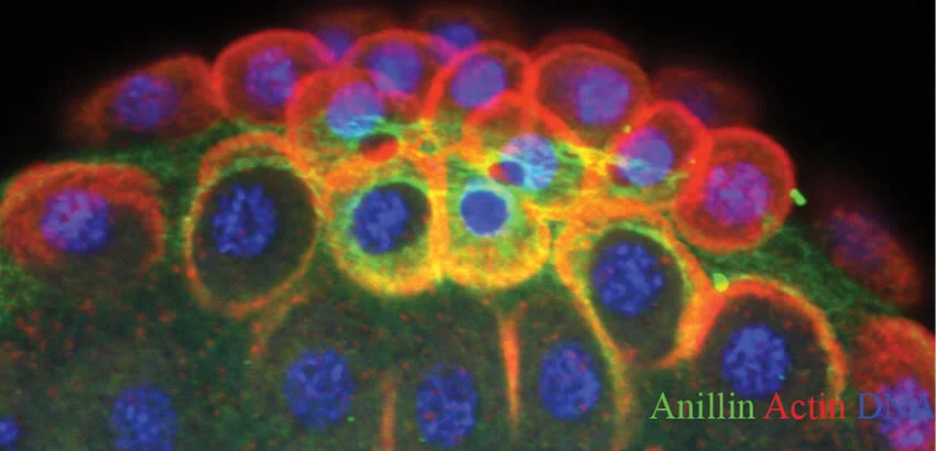 Research — LEHMANN LAB
