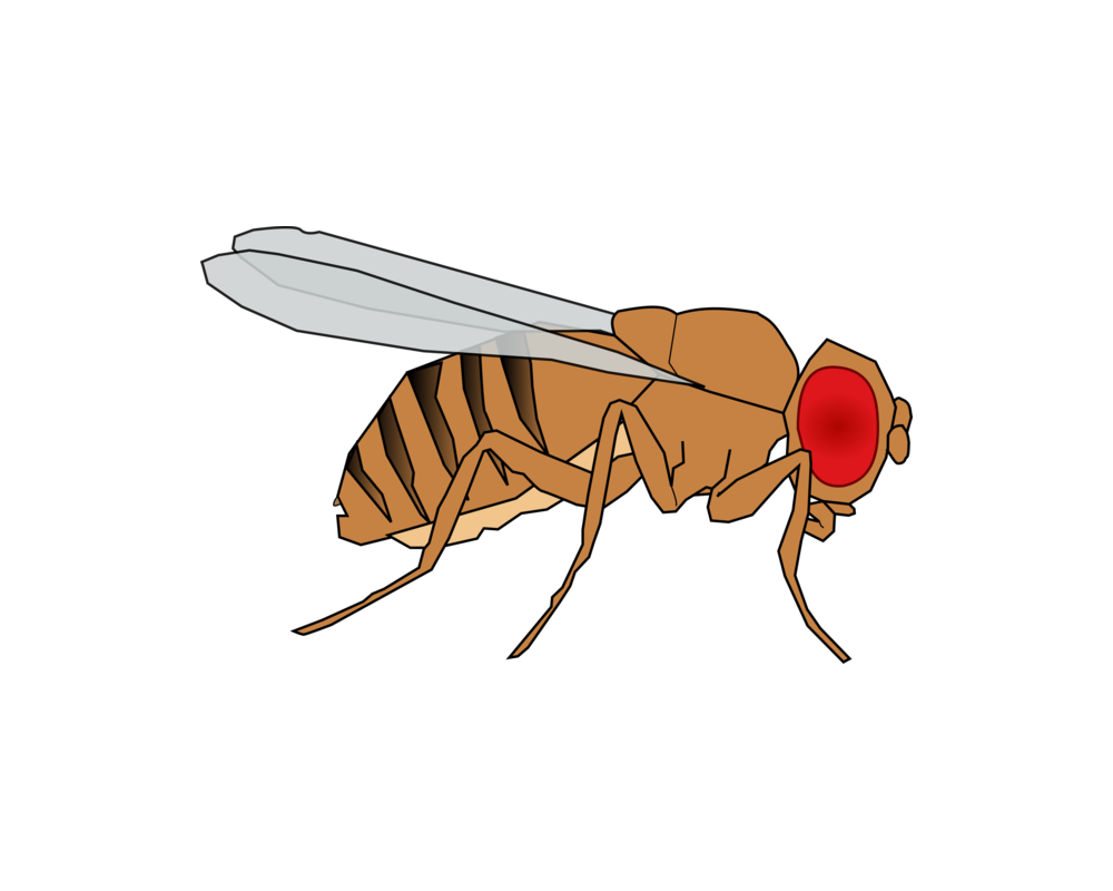 Research — LEHMANN LAB