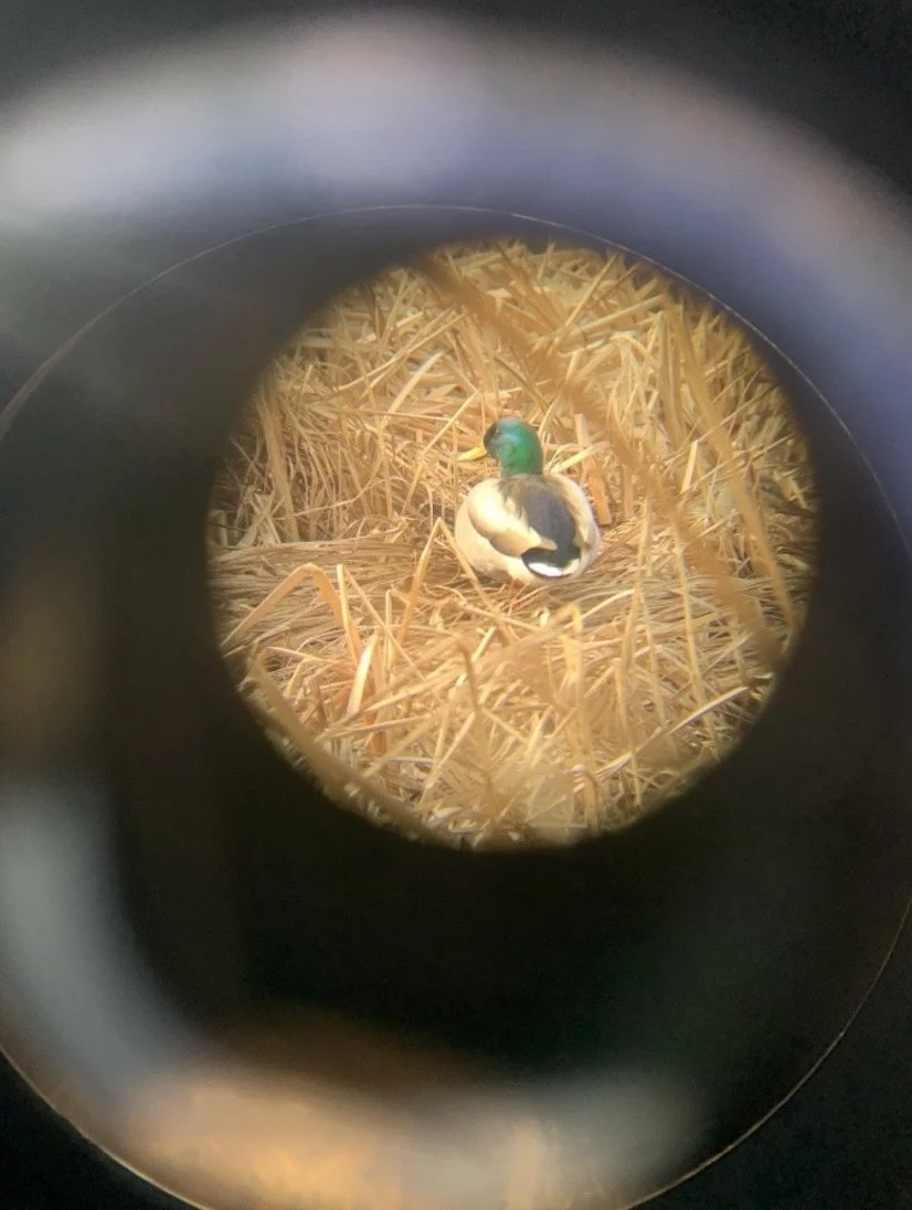 FIELD TRIPS & EVENTS — DC Bird Alliance