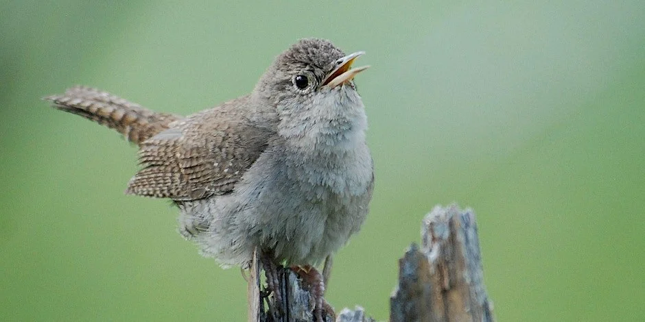 FIELD TRIPS & EVENTS — DC Bird Alliance