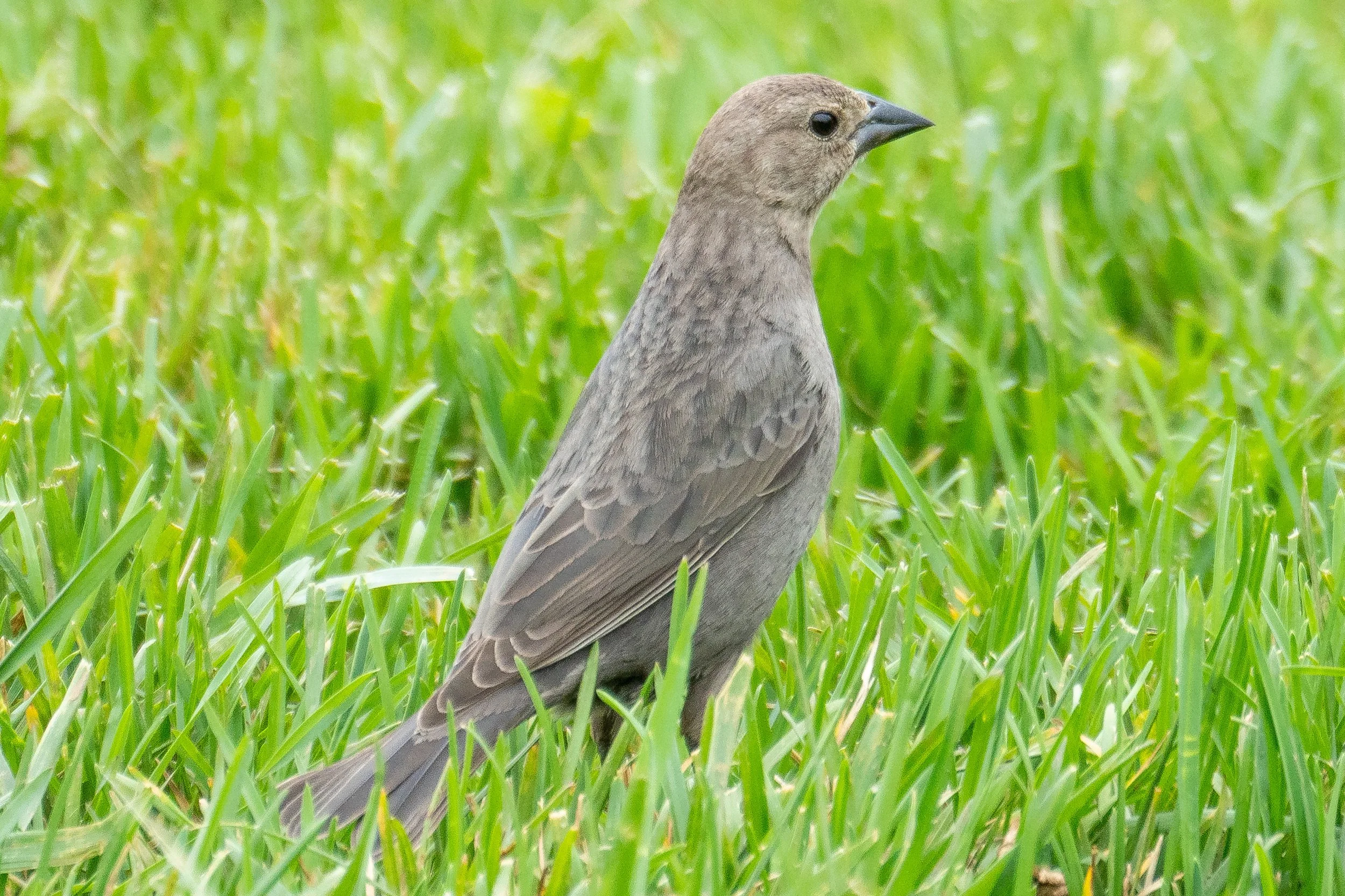 FIELD TRIPS & EVENTS — DC Bird Alliance