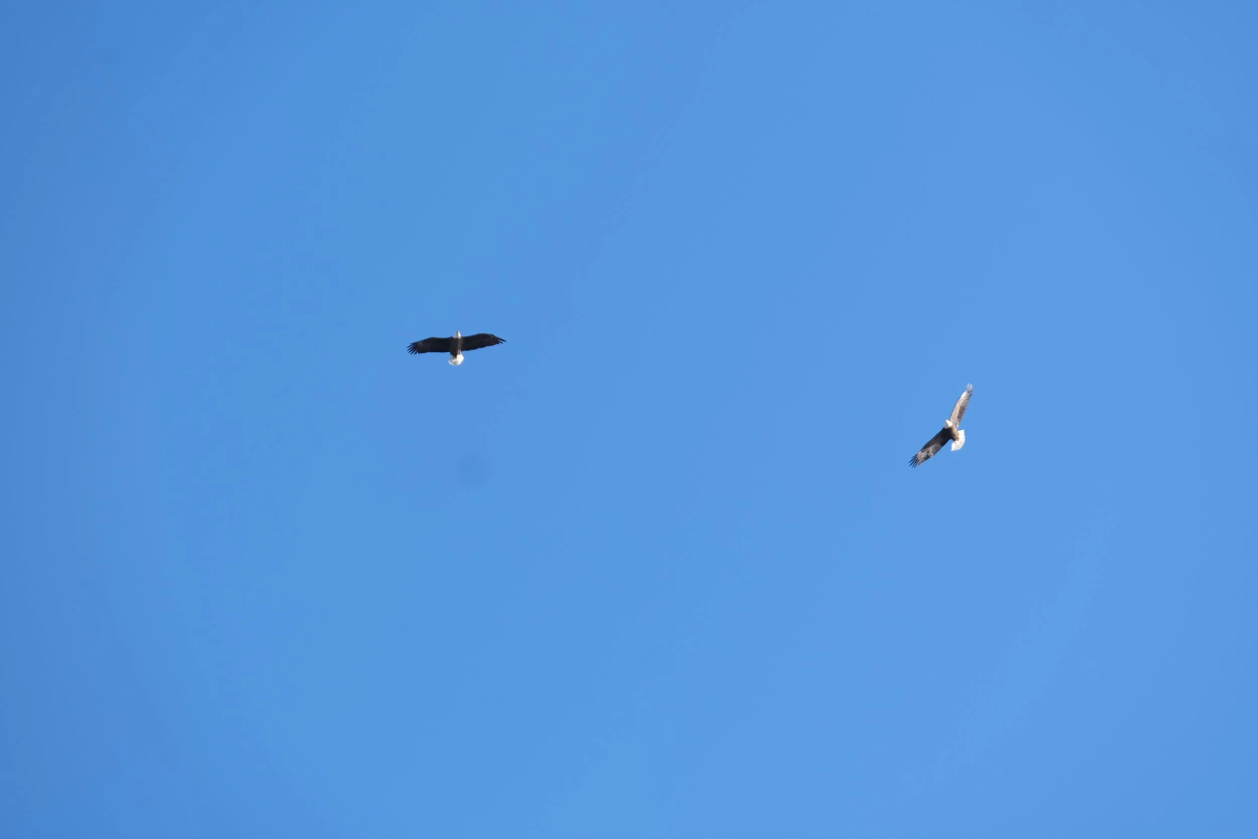 FIELD TRIPS & EVENTS — DC Bird Alliance