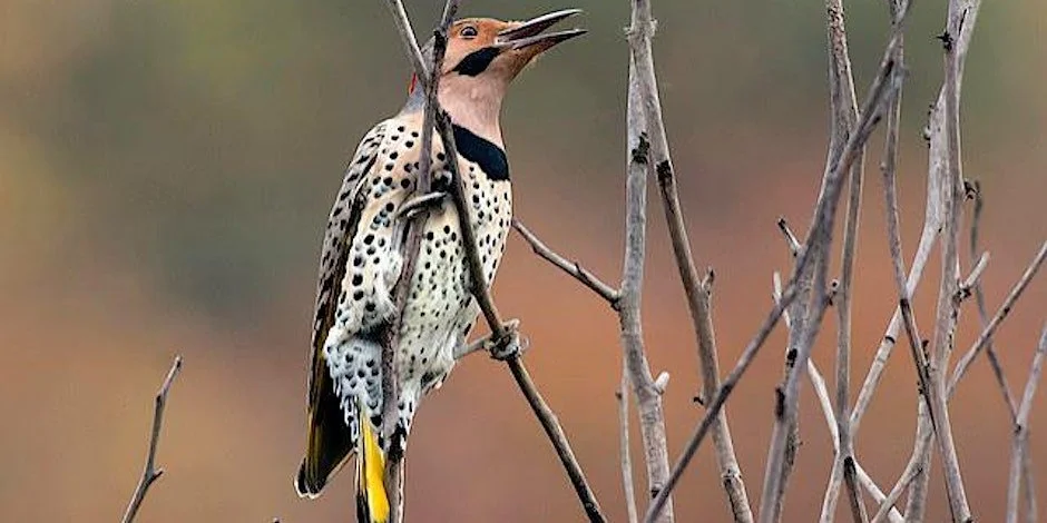 FIELD TRIPS & EVENTS — DC Bird Alliance