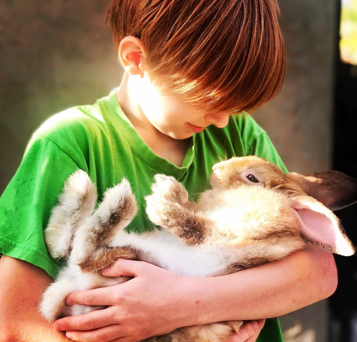 The Rabbit Effect — Dr. Kelli Harding