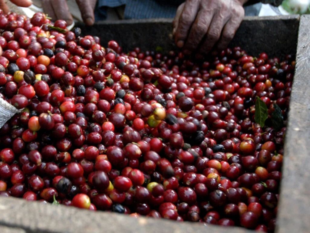 Enga Coffee Roasters - Enga Coffee Roasters