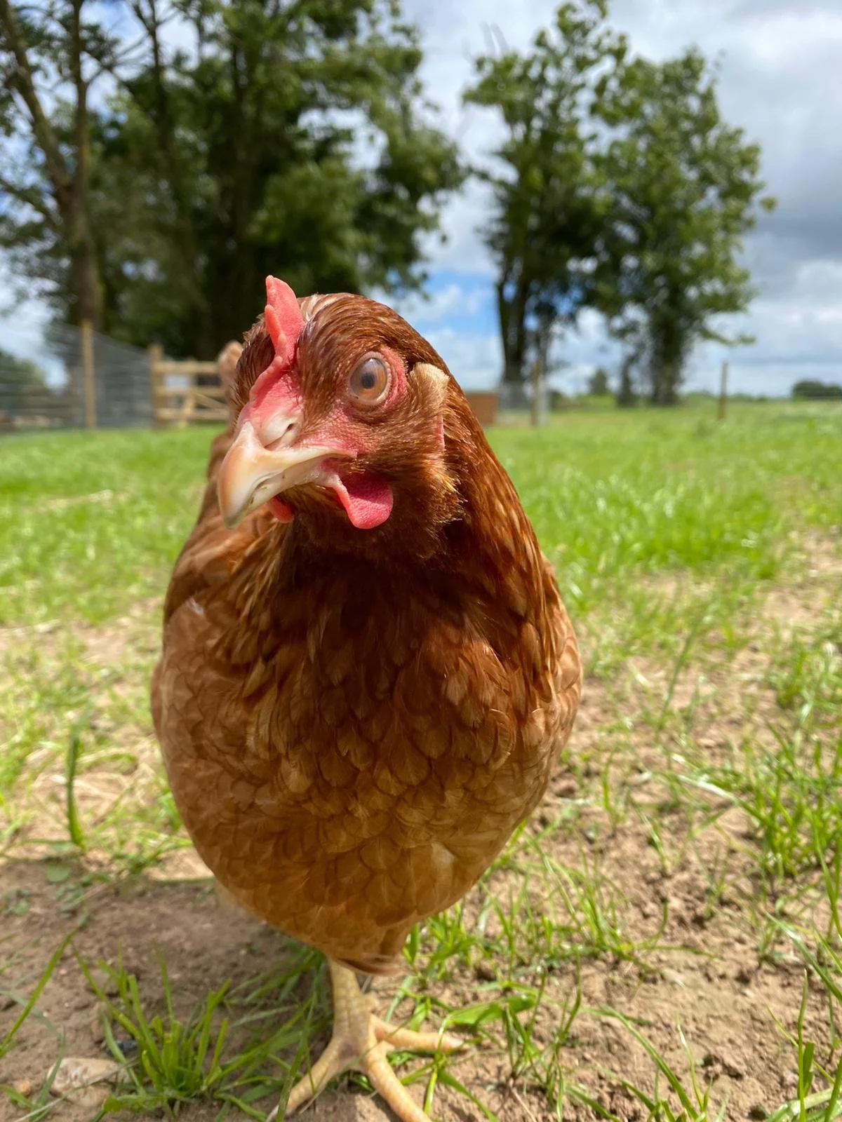 More on-site fun for kids with our new playpark — Fordmore Farmshop