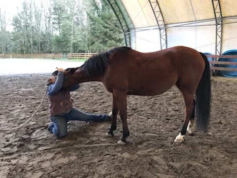 Equine Body Work — Balancing Point--Osteopathic Equine Body Work