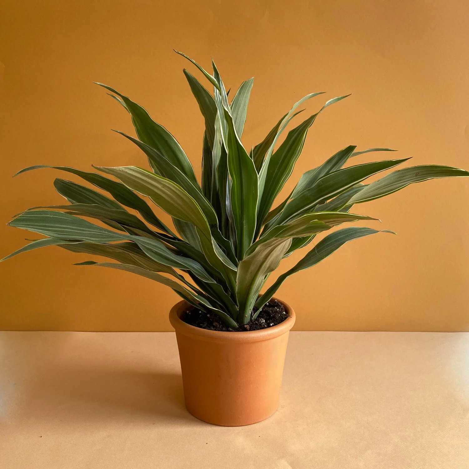 Plant Shop | Houseplant Delivery | Minneapolis and St Paul, MN — Ergo