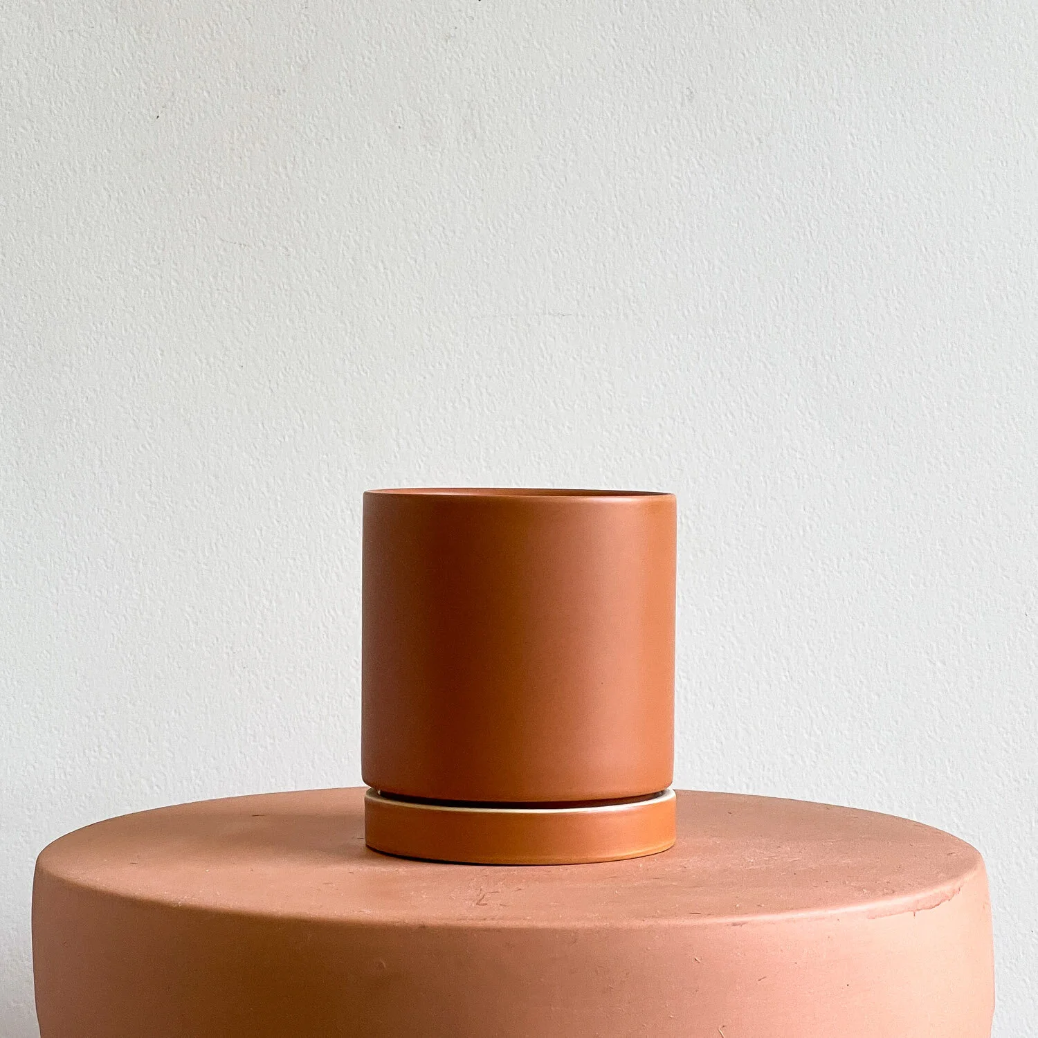 Prayer Plant 4" — Ergo Floral