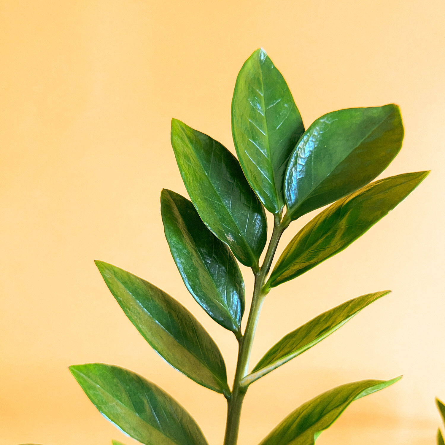 Plant Shop | Houseplant Delivery | Minneapolis and St Paul, MN — Ergo