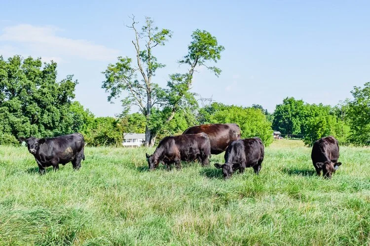Blue Cedar Beef