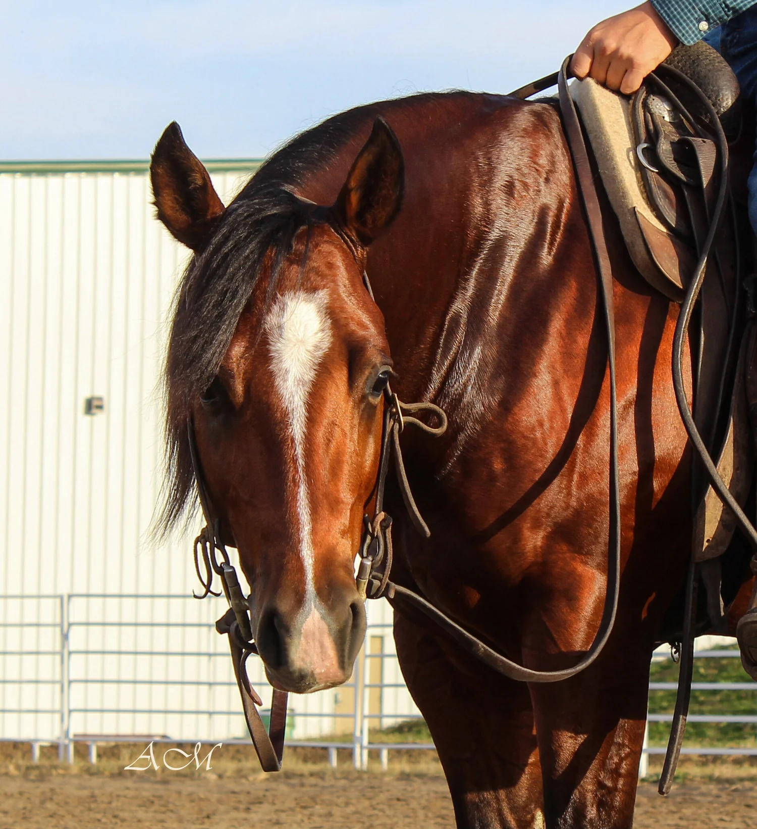 Training — Marcelo Guzman Performance Horses