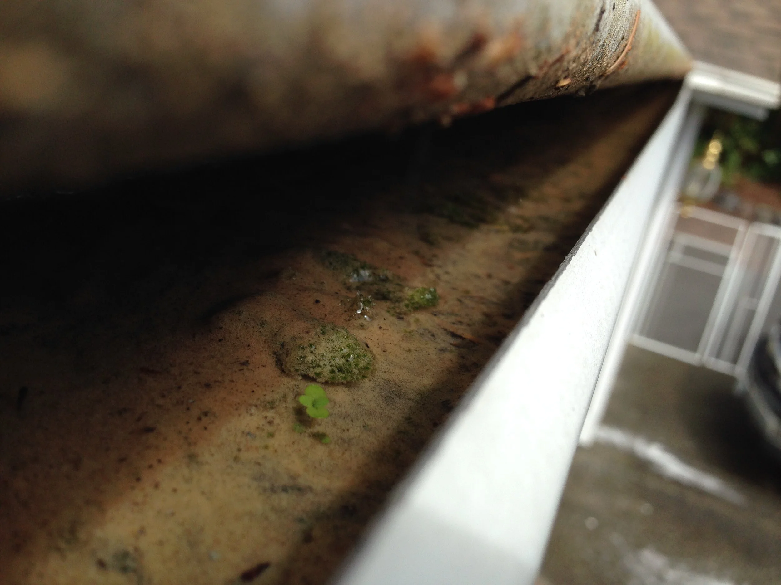 Review of Gutter Guards & Filters — DAPrDAN