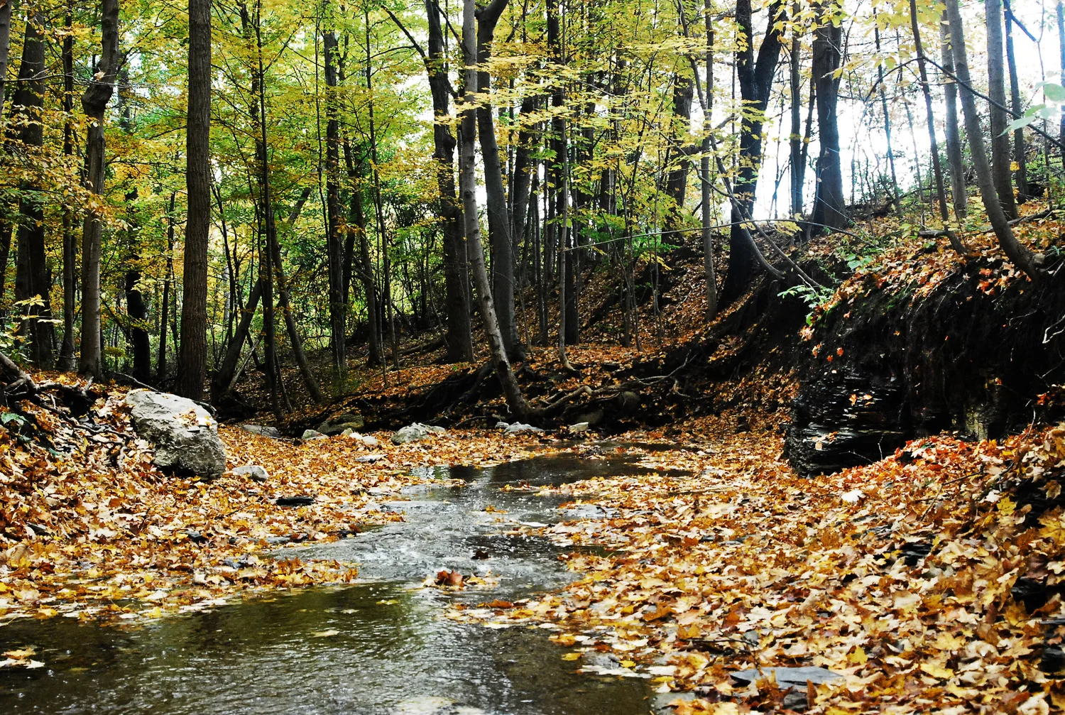 About the Nature Center — Cayuga Nature Center
