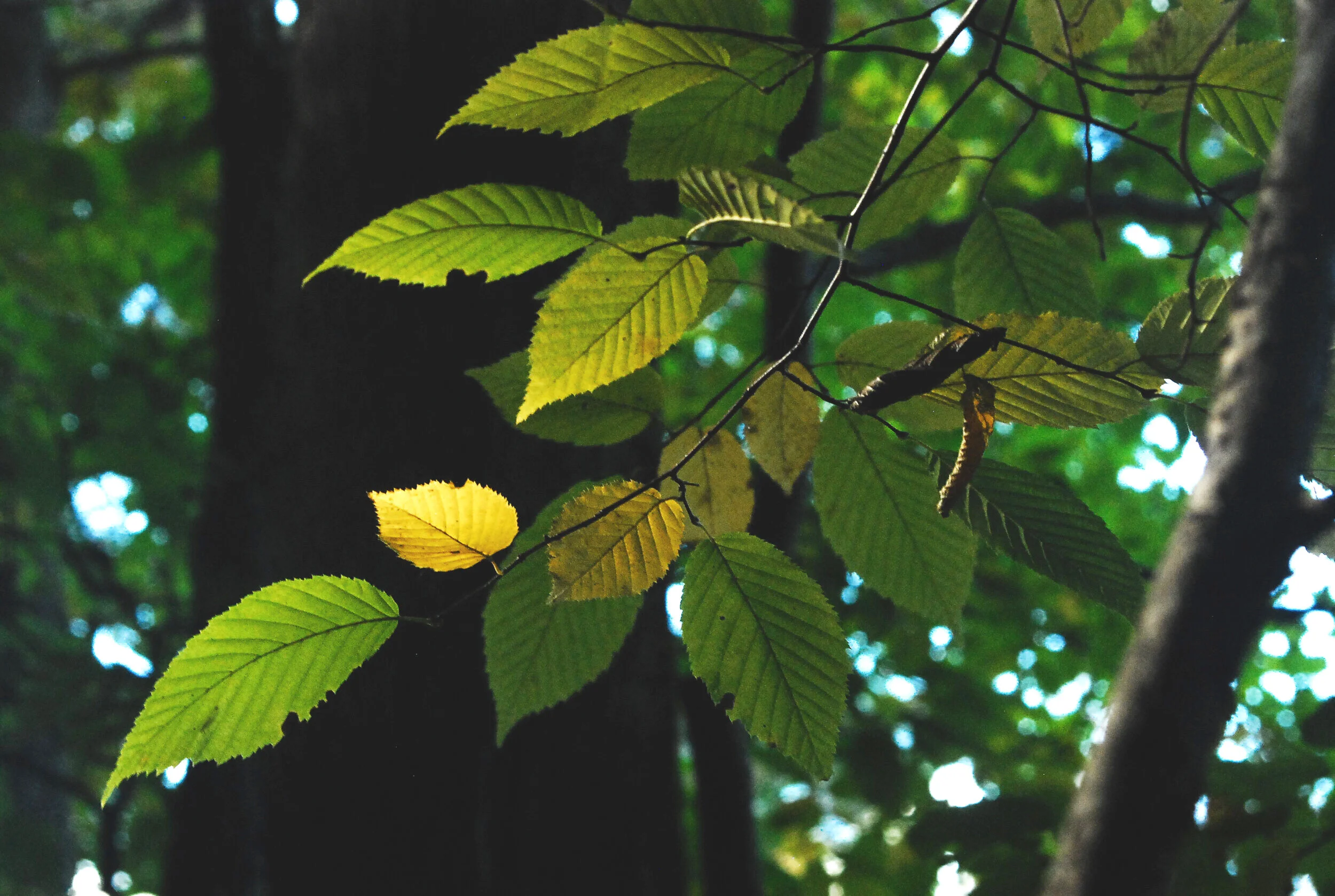 Cayuga Nature Center