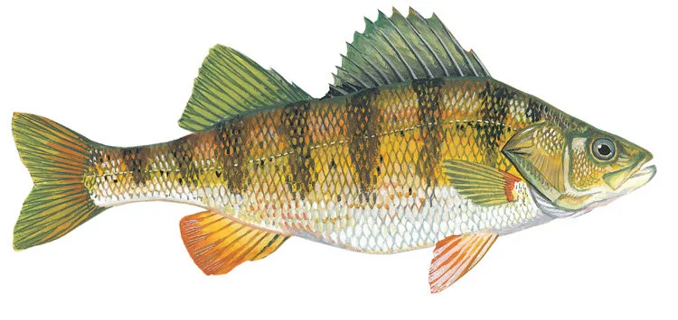 Biodiversity of Cayuga Lake — Cayuga Nature Center