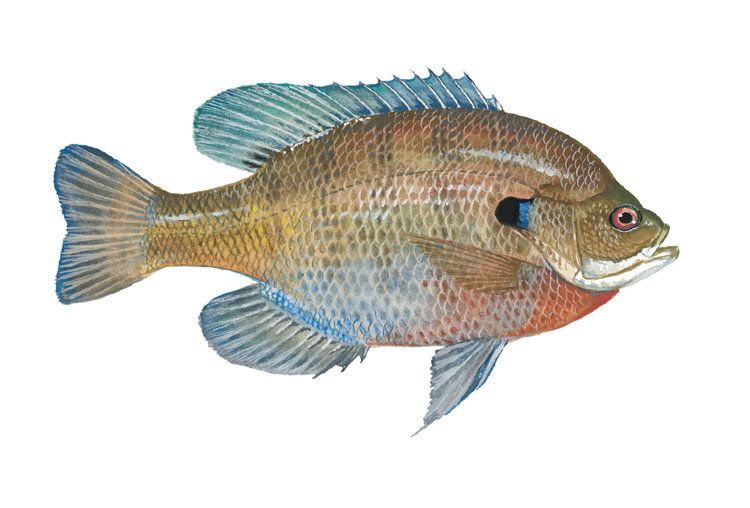 Biodiversity of Cayuga Lake — Cayuga Nature Center