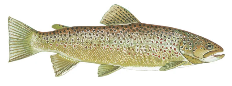 Biodiversity of Cayuga Lake — Cayuga Nature Center