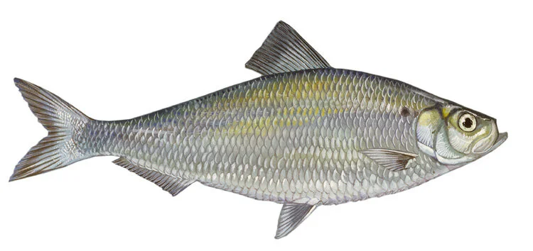 Biodiversity of Cayuga Lake — Cayuga Nature Center