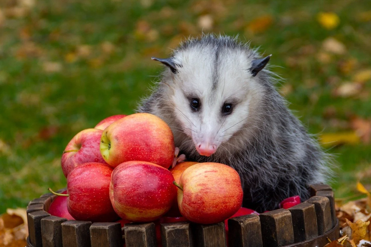 Help Name the New Opossums! — Cayuga Nature Center