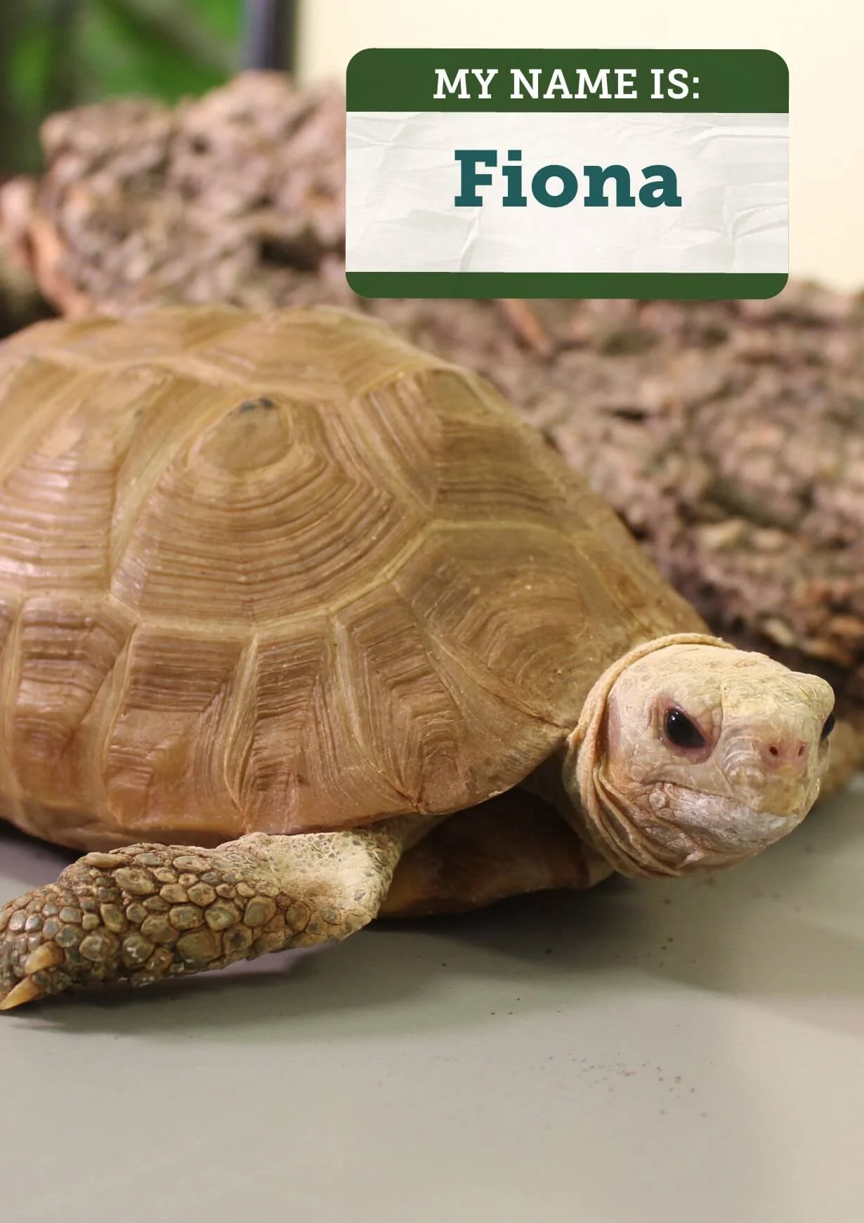 Greek Tortoise Habitat