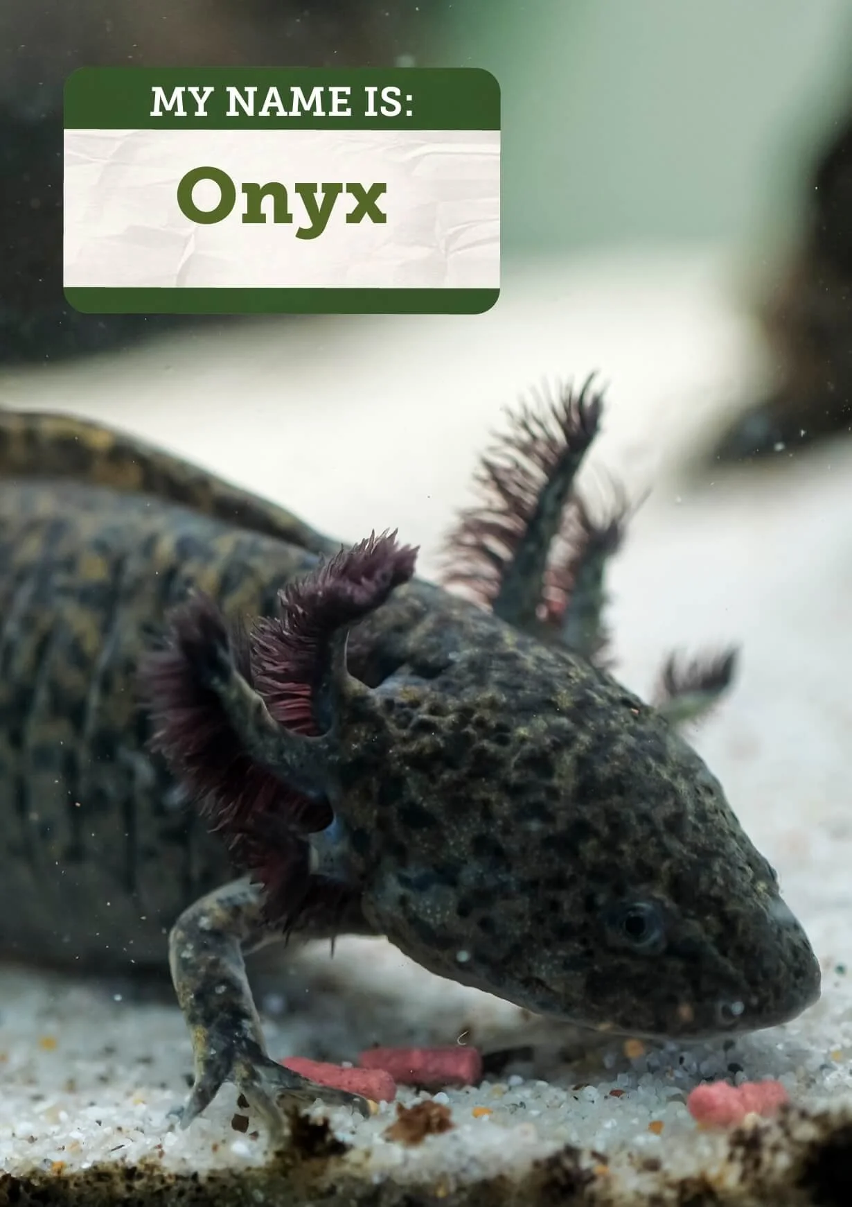 Identify Gfb Axolotl