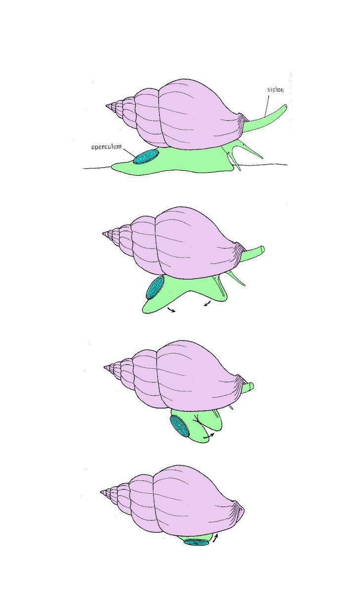 Gastropods | Marvelous Mollusks — Museum of the Earth