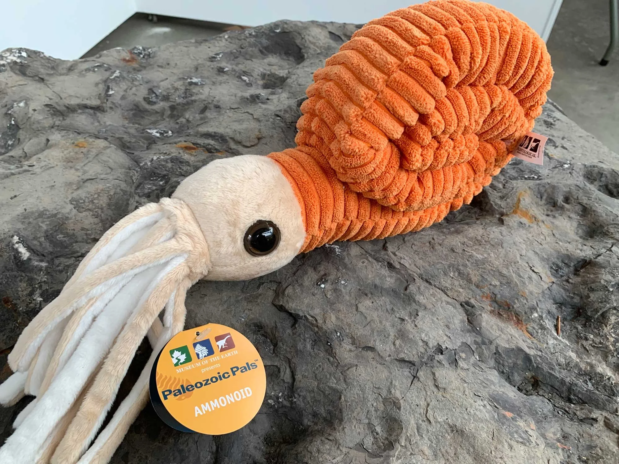 Mollusks — Museum of the Earth