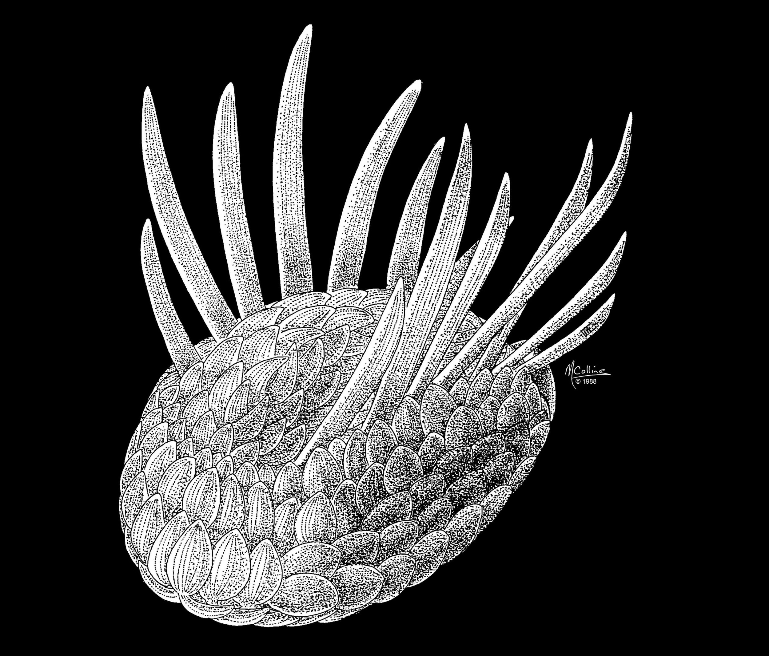 Introduction | Marvelous Mollusks — Museum of the Earth