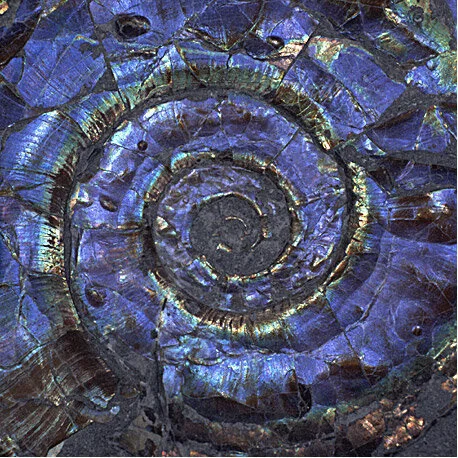 Ancient Microworlds — Museum of the Earth