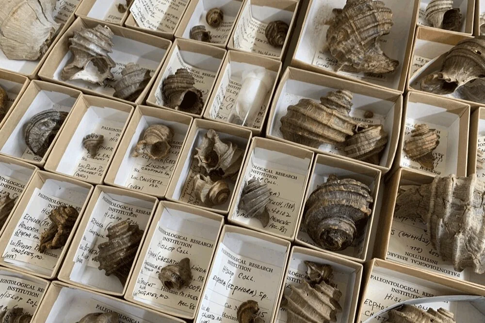 Fossil ID — Museum of the Earth