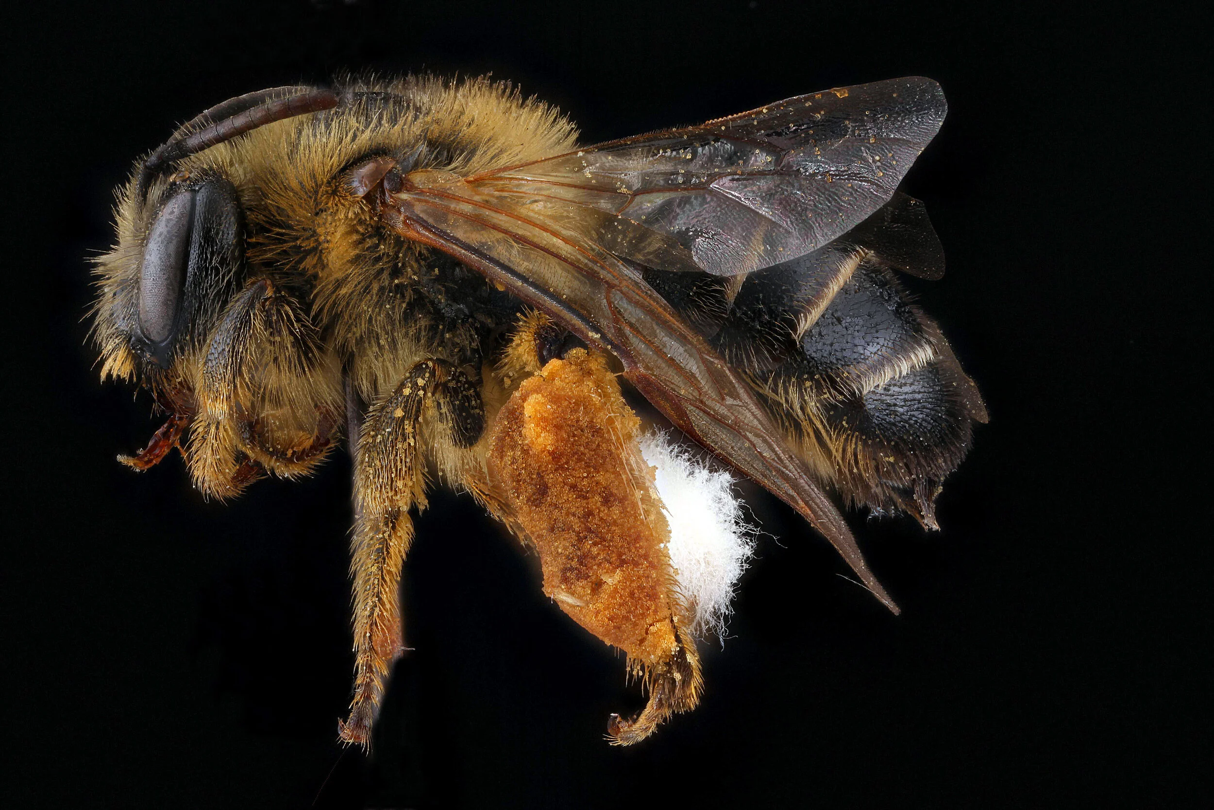 Bee Diversity — Museum of the Earth