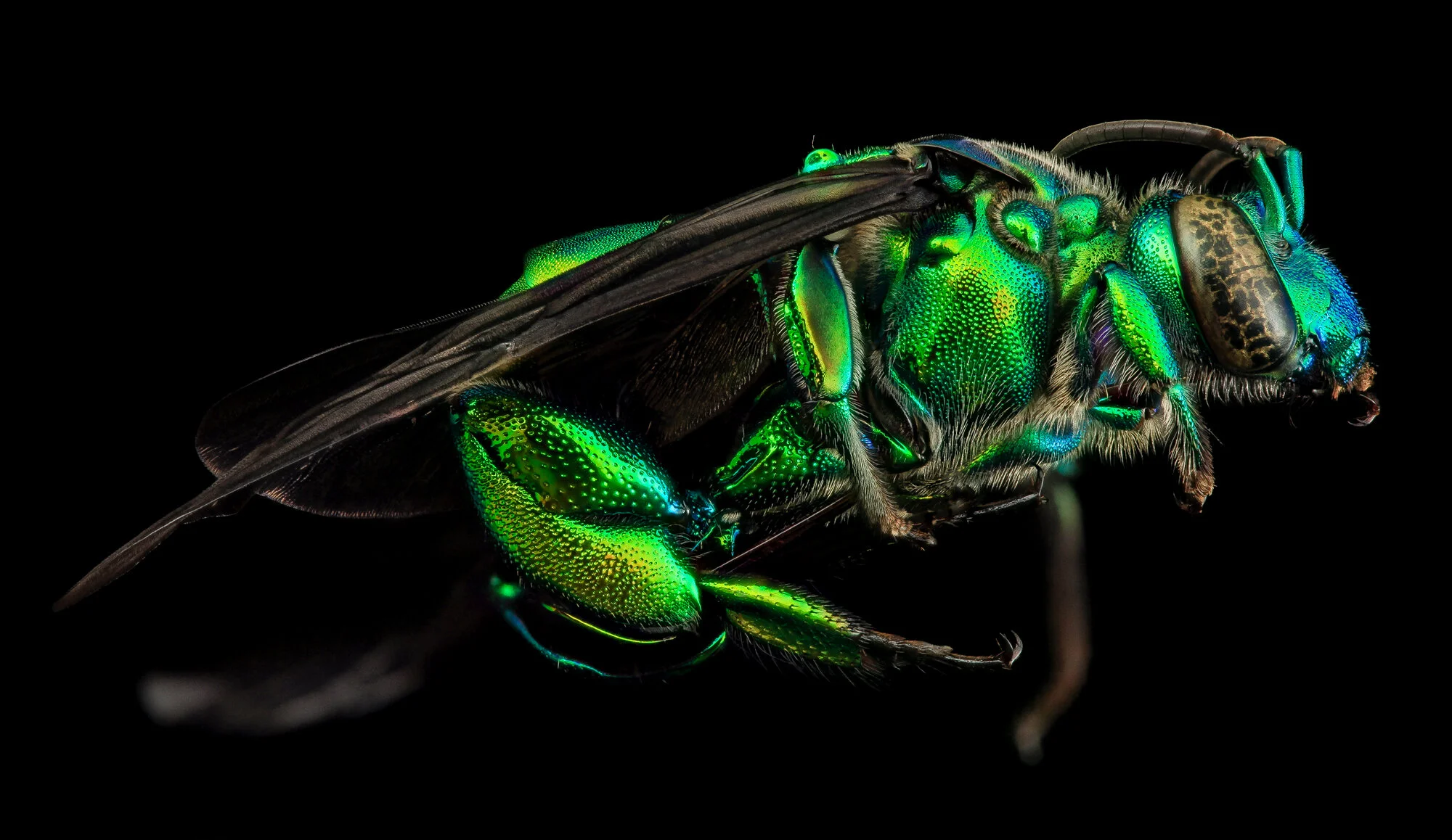 Bee Diversity — Museum of the Earth