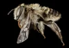 Bee Diversity — Museum of the Earth
