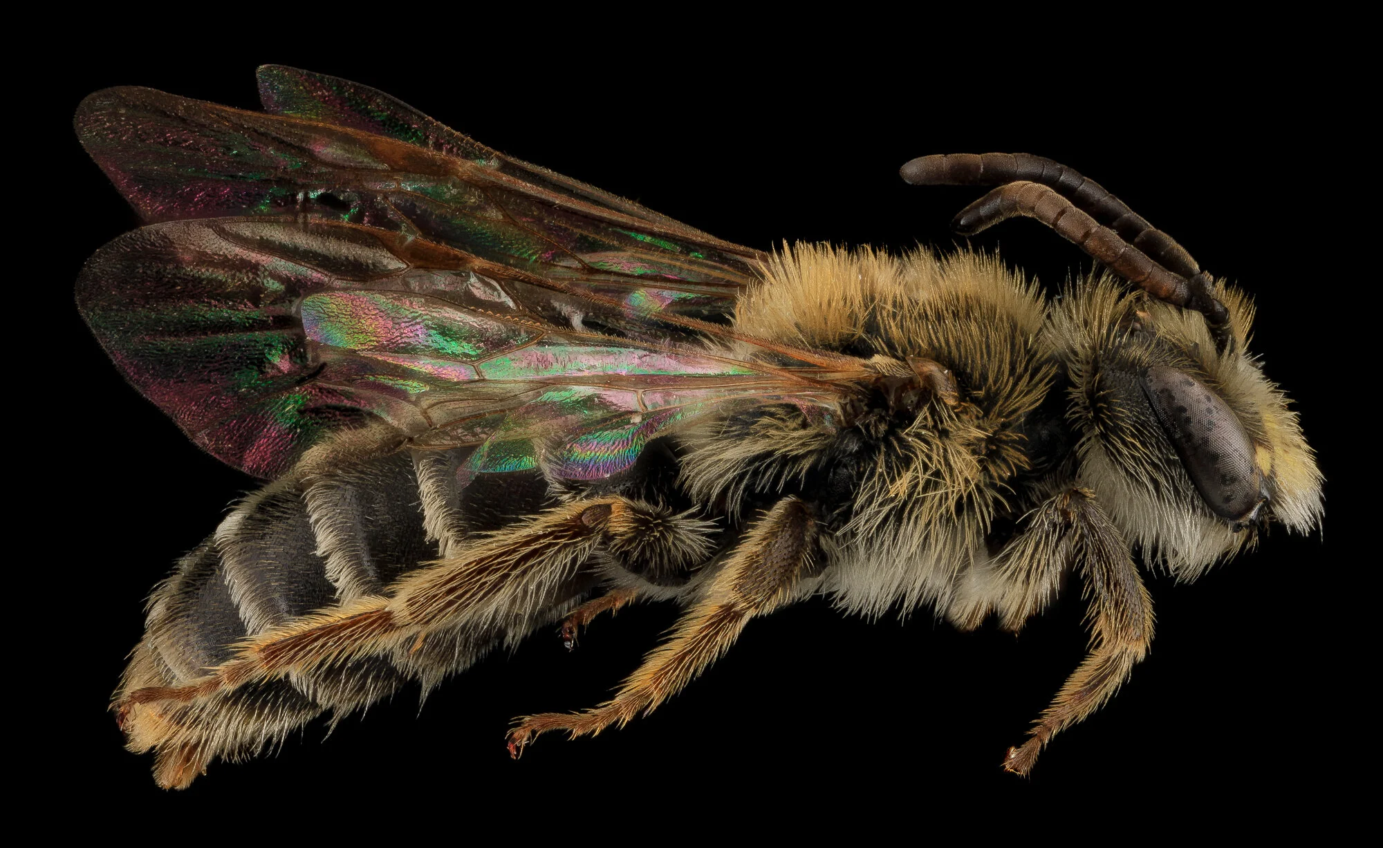 Bee Diversity — Museum of the Earth