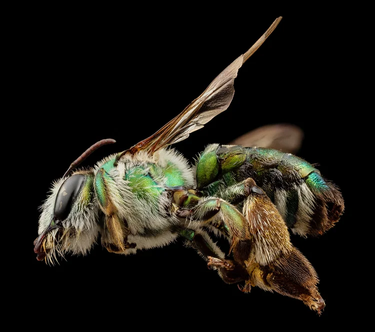 Bee Diversity — Museum of the Earth