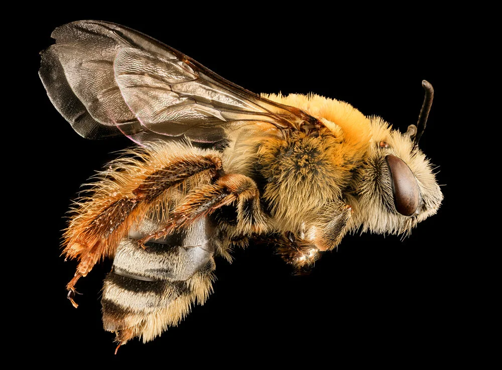 Bees and Agriculture — Museum of the Earth