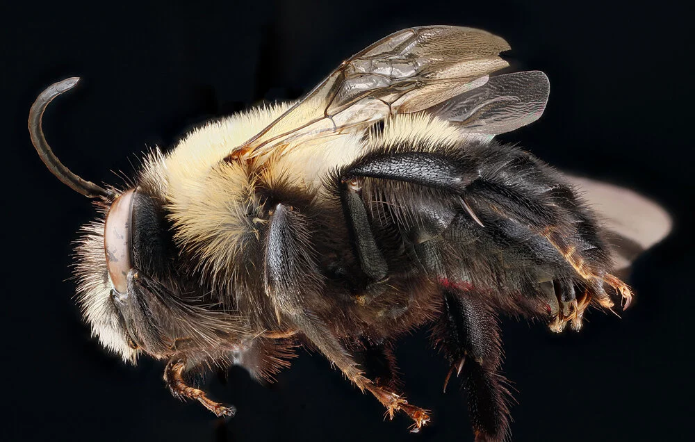 Bees and Agriculture — Museum of the Earth