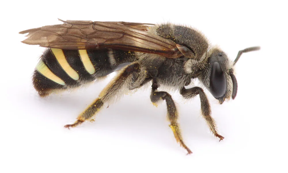 Bees and Agriculture — Museum of the Earth