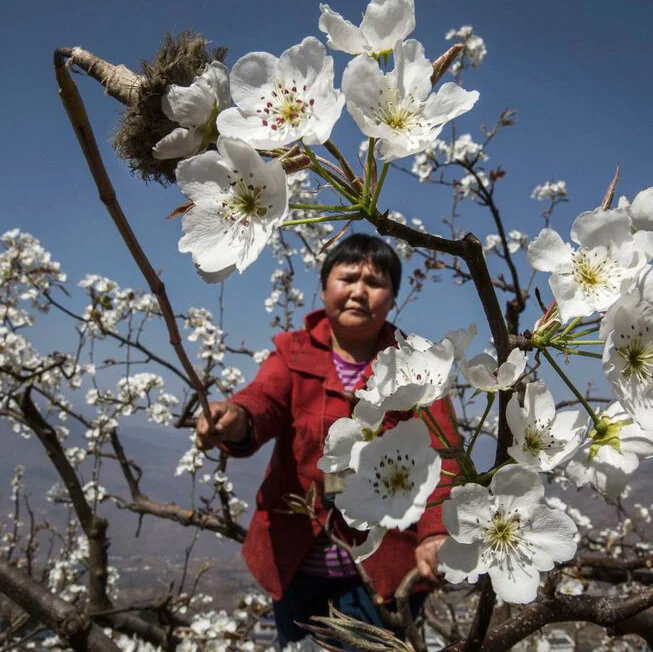 Bees and Agriculture — Museum of the Earth