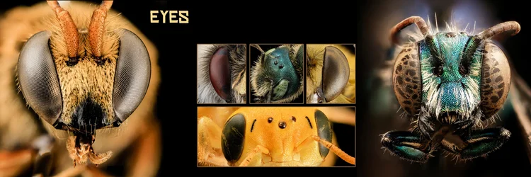 Bee Biology — Museum of the Earth