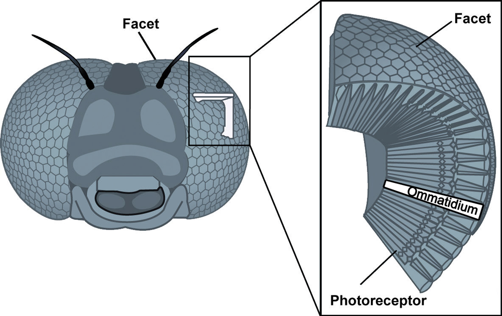 Bee Biology — Museum of the Earth