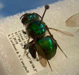 Bee Behavior — Museum of the Earth