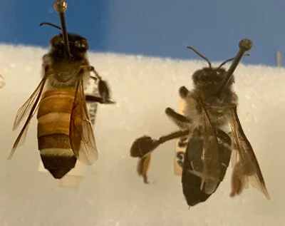 Bee Behavior — Museum of the Earth