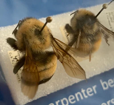 Bee Behavior — Museum of the Earth