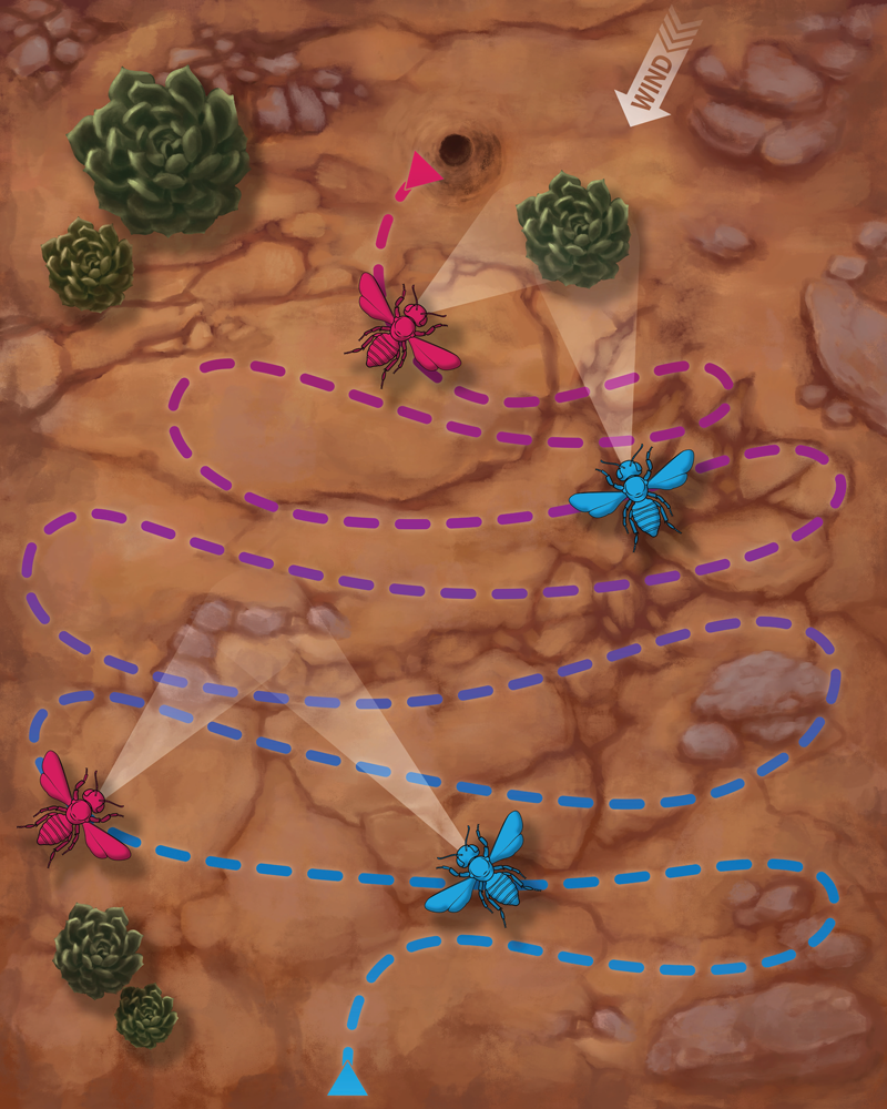 Bee Behavior — Museum of the Earth