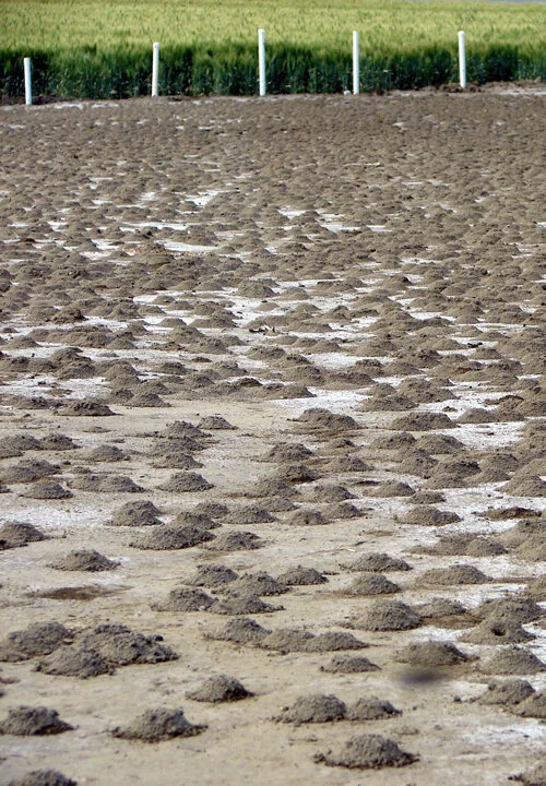 Bee Nesting — Museum of the Earth