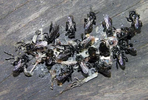 What Bees Eat Pollination — Museum of the Earth